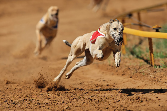 Retired Greyhounds Make Terrific Pets « nrvmagazine.com